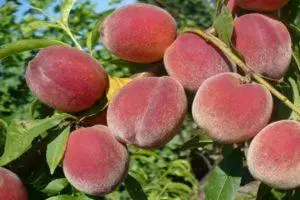 Cracean Peaches-ийн шилдэг 20 сортуудын тодорхойлолт, өсч хөгжсөн дүрмүүд