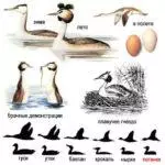 Ribbing Duck: Beskrywing en Habitat Chacom, dieet en vyande, sien status 3301_10