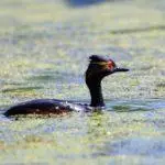 Ribbing Duck: descrición e hábitat Chacom, dieta e inimigos, vista estado 3301_11