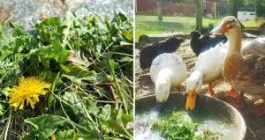 What herbs can and can not be given homely ducklings that they eat and love