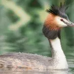Ribbing Duck: Kuvaus ja elinympäristö Chacom, ruokavalio ja viholliset, Näytä tila 3301_2