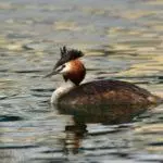 Ribbing Duck: Beskrywing en Habitat Chacom, dieet en vyande, sien status 3301_3