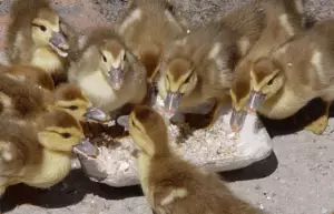 Detalles sobre a reprodución de patos sen perda, na casa para principiantes