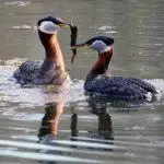 Ribbing Duck: Beskriuwing en Habitat ChaCh, dieet en fijannen, besjen status besjen 3301_6