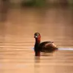 Ribbing Duck: Kuvaus ja elinympäristö Chacom, ruokavalio ja viholliset, Näytä tila 3301_7