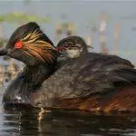Ribbing Duck: Beskrywing en Habitat Chacom, dieet en vyande, sien status 3301_8
