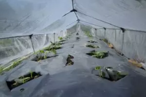 如何在電影下的開放土壤中植物和生長黃瓜