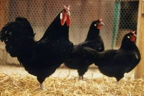 Black chickens.