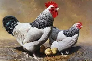 Beskriuwing fan Chickens Sussex ras, ynhâld- en fiedingsregels