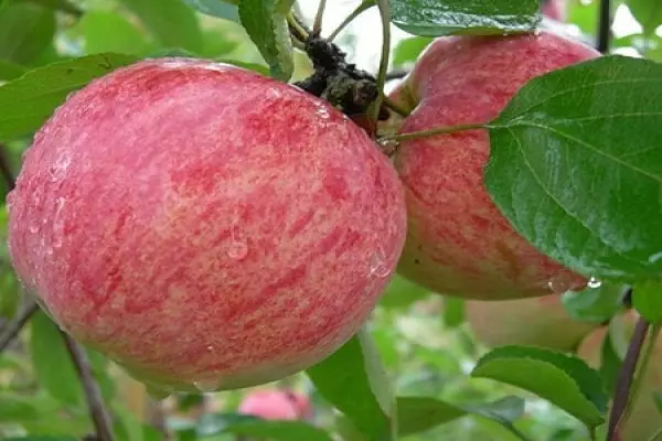 Apple Tree Cinnamon Streped: Опис и карактеристики на сорти, одгледување и нега
