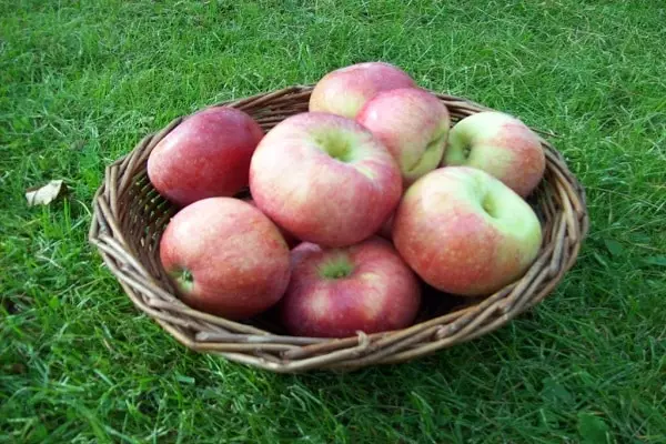 নিয়মিত fruiting.