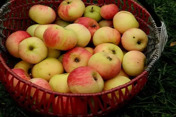 ಸಂಗ್ರಹಿಸಿದ ಹಣ್ಣುಗಳು