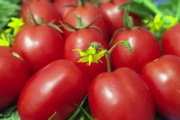 Tomato slimovka