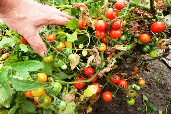 Awọn tomati Vébski