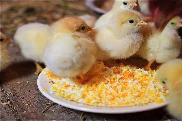 תזונה עבור תרנגולות