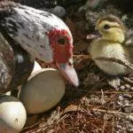 Quantos dias o pato selvagem aumenta ovos: prazos e em que os ninhos são adiados 3324_4