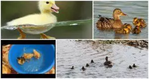 Wenn Sie mit dem Schwimmen beginnen können und was das Alter zum Schwimmen beeinflusst