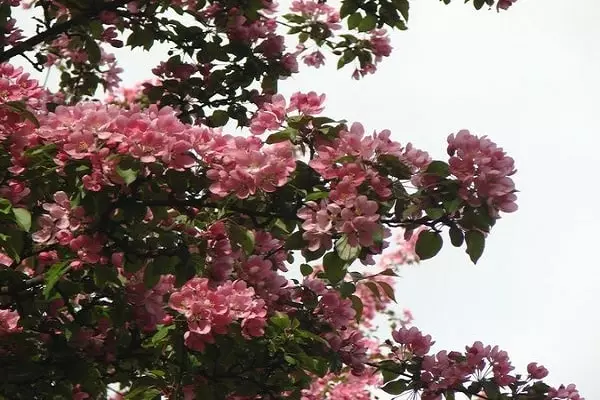 Kvitnúce strom