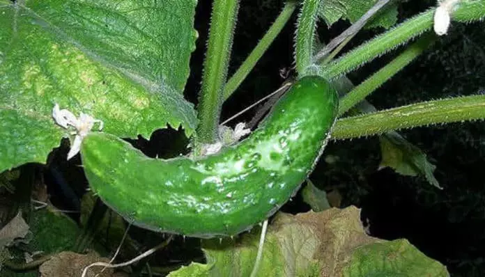 Cucumber háčkovanie