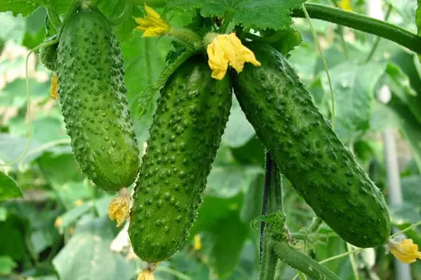 I-cucumbers kwi-teppice