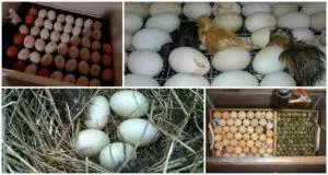 Táboa de incubación de ovos de pato e calendario de desenvolvemento para termos na casa