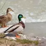 Bashkir Duck: Lýsing á kyninu, reisn og galla af ræktun heima 3341_15
