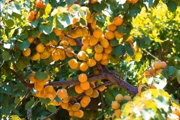 Apricot itatuwa