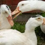 Zašto se patke se međusobno pupe: uzroke istraživanja i šta da rade sa kanibalizmom 3346_1