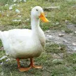 Firwat Ducks plécke sech géigesäiteg: D'Ursaache vun der Erfarung a wat mat Cannibalismus ze maachen 3346_11