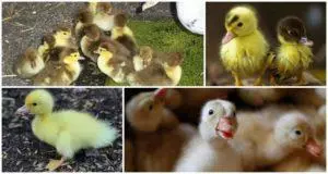 Miks Ducklings süüa halvasti ja ei kasva, põhjused ja mida teha
