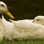 Zašto patke se međusobno odvijaju: uzroci istraživanja i što učiniti s kanibalizmom 3346_2