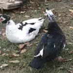 Mengapa bebek memetik satu sama lain: penyebab eksplorasi dan apa yang harus dilakukan dengan kanibalisme 3346_3