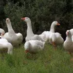 Firwat Ducks plécke sech géigesäiteg: D'Ursaache vun der Erfarung a wat mat Cannibalismus ze maachen 3346_6