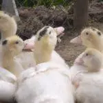 Firwat Ducks plécke sech géigesäiteg: D'Ursaache vun der Erfarung a wat mat Cannibalismus ze maachen 3346_7