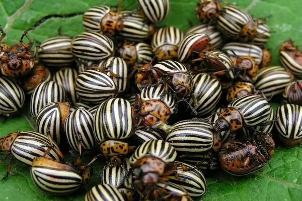 Colorado Beetles