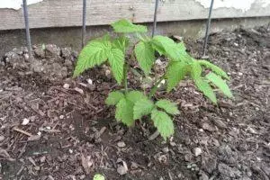 What can be planted on the area after the raspberry and next to the next year