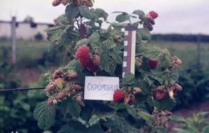 Përshkrimi dhe karakteristikat e raspberries screener klasës, ulje dhe rritje
