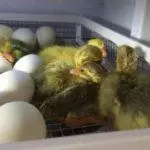 Inkubace kachních vajec: tabulka a režim, rozvojový plán pro termíny doma 3352_15