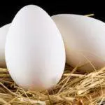 Inkubace kachních vajec: tabulka a režim, rozvojový plán pro termíny doma 3352_19