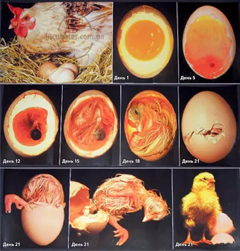 Incubation of yaitz