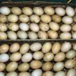 Επώαση αυγών πάπιας: Πίνακας και τρόπος λειτουργίας, Πρόγραμμα ανάπτυξης για όρους στο σπίτι 3352_3