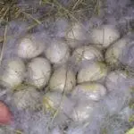 Inkubace kachních vajec: tabulka a režim, rozvojový plán pro termíny doma 3352_6
