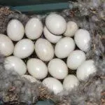 Επώαση αυγών πάπιας: Πίνακας και τρόπος λειτουργίας, Πρόγραμμα ανάπτυξης για όρους στο σπίτι 3352_7