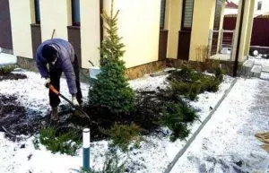 İğne yapraklı sonbatı beslemek için daha iyi, gübre tipleri ve ilk 3 ilaç