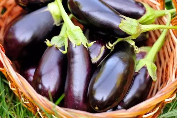 Eggplants in the basket