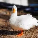 Peking Duck: Paglalarawan ng lahi at katangian, ang bigat ng mga buwan at oras ng lumalagong oras 3360_12