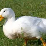 Peking Duck: Beskriuwing fan it ras en skaaimerken, it gewicht fan 'e moannen en tiid fan' e groeiende tiid 3360_13