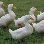 I-Peking Duck: Incazelo yohlobo kanye nezimpawu, isisindo sezinyanga nesikhathi sesikhathi sokukhula 3360_2