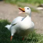 Peking duck: piav qhia txog kev yug me nyuam thiab cov yam ntxwv, qhov hnyav ntawm lub hlis thiab lub sijhawm ntawm lub sijhawm loj hlob 3360_3
