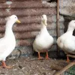 Peking Duck: Beskrivelse av rasen og egenskapene, vekten av månedene og tiden for den voksende tiden 3360_4